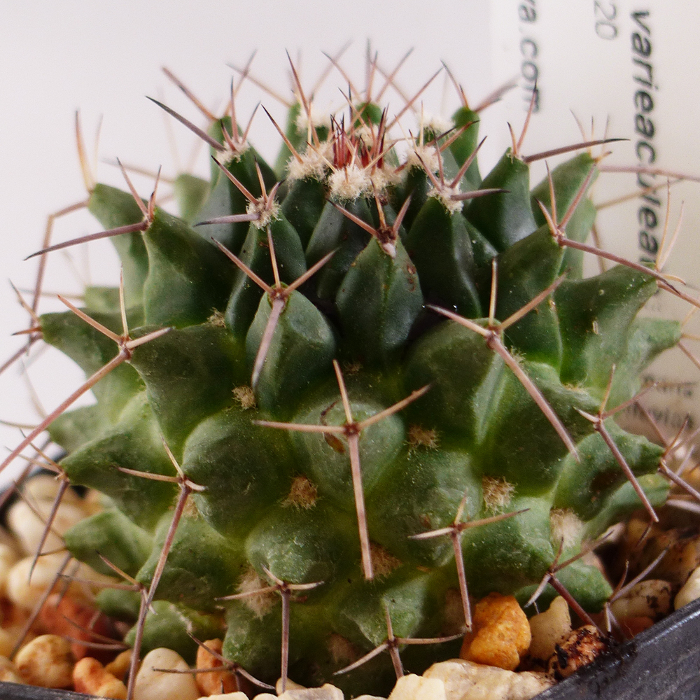 Mammillaria variaculeata - Suculentas Dzityá