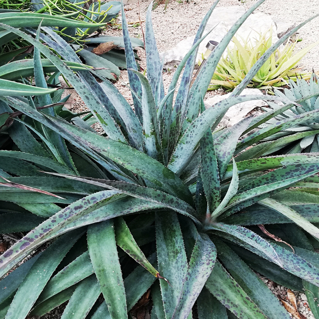 Manfreda paniculata - Comprar en Suculentas Dzityá