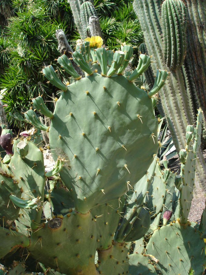 Opuntia undulata - Comprar en Suculentas Dzityá