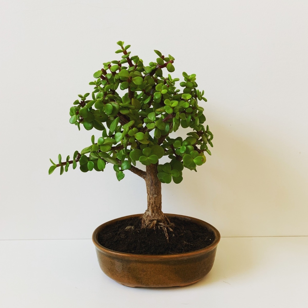 Portulacaria afra - Comprar en Suculentas Dzityá