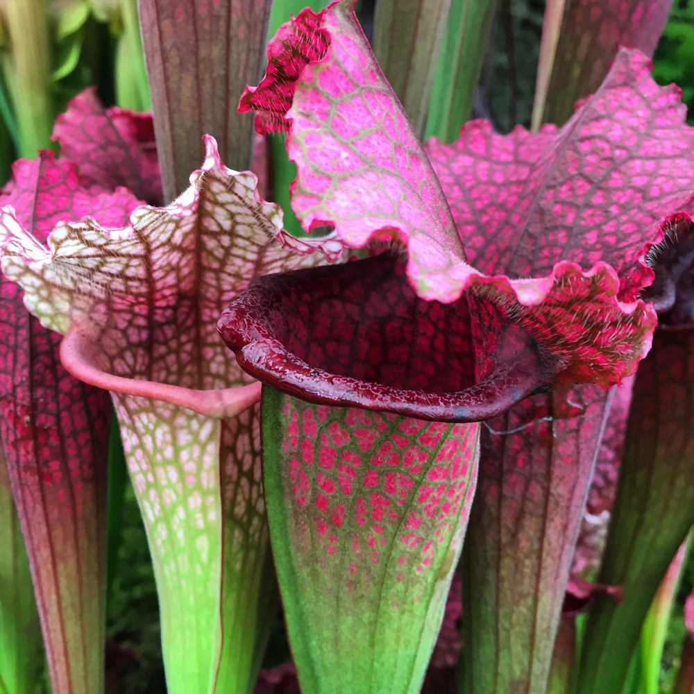 Sarracenia x Juthatip Soper - Suculentas Dzityá