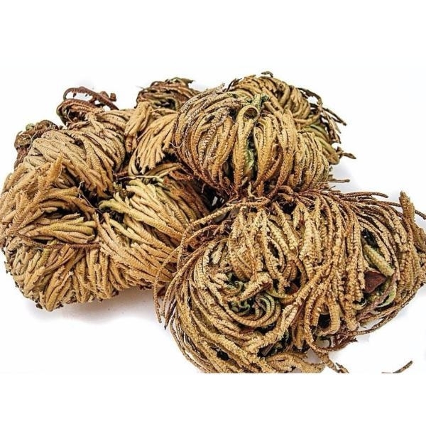 Selaginella lepidophylla - Suculentas Dzityá
