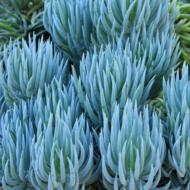 Senecio mandraliscae 'Blue' - Suculentas Dzityá