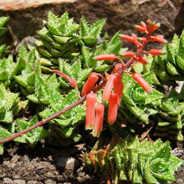 Surtido de Aloes - Comprar en Suculentas Dzityá
