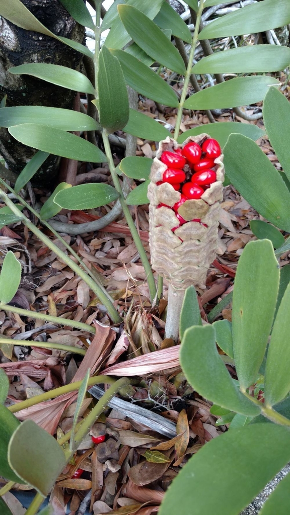 Zamia furfuracea - Comprar en Suculentas Dzityá