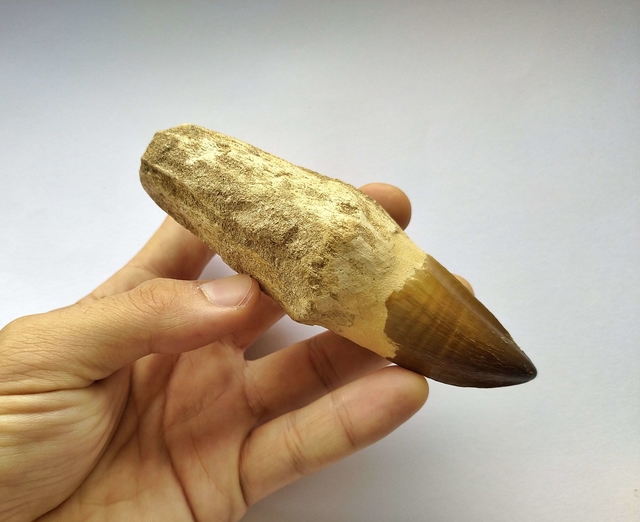 Dente de Mosassauro Fóssil - Comprar em INKALAMU GEMS