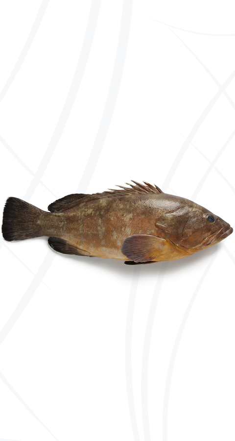 Comprar Pescados Enteros en Mar Salvaje