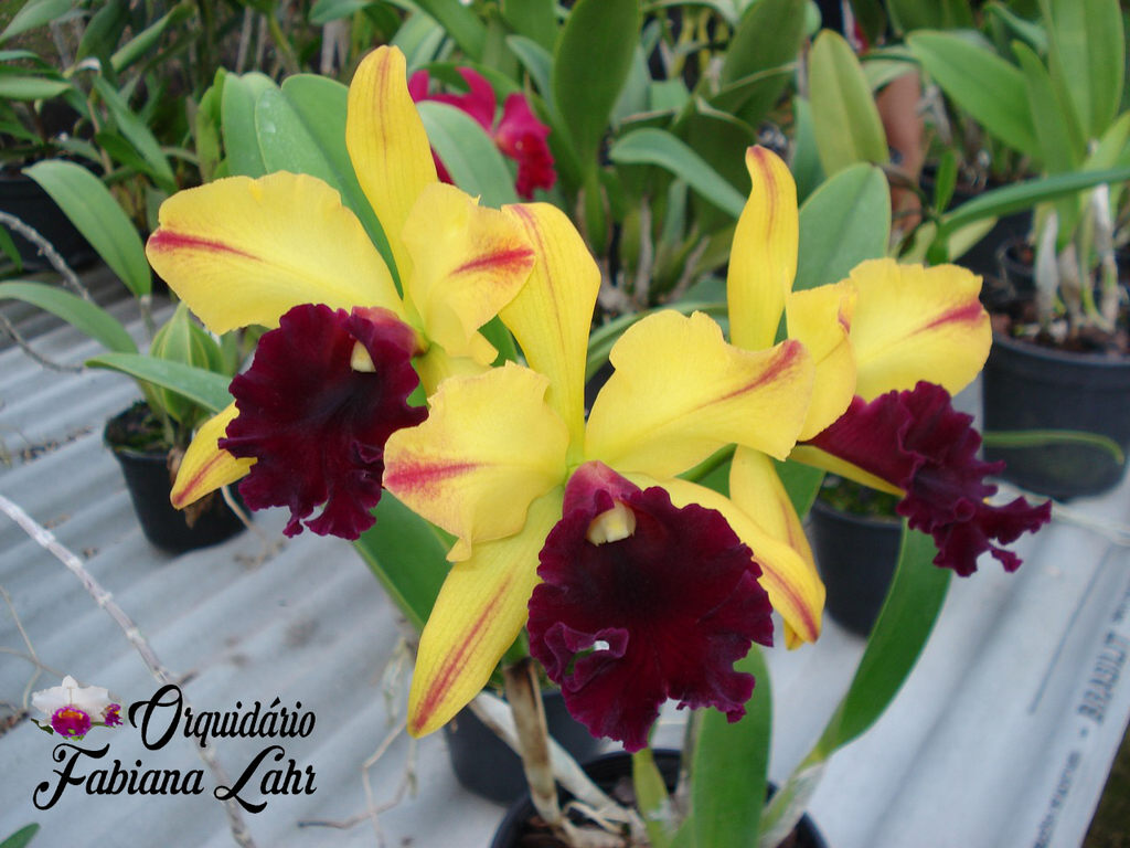 B.L.C. Toshie Aoki "Wine Flare"