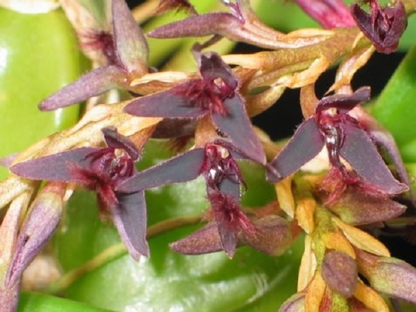 Bulbophyllum tremulum - Comprar em Orquidário Paulista