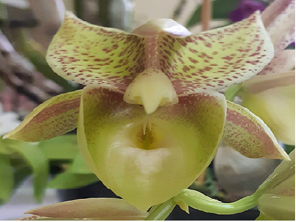 Catasetum Sumani - Comprar em Orquidário Paulista