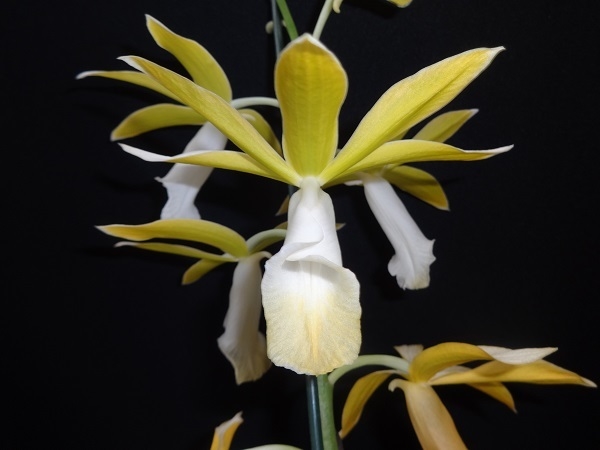Phaius tankervilleae v. alba x self