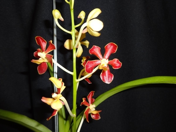 Vanda mariae - Comprar em Orquidário Paulista