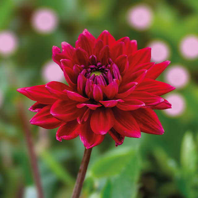 Planta Dahlia Roja - Comprar en Las Rosas de Elisa