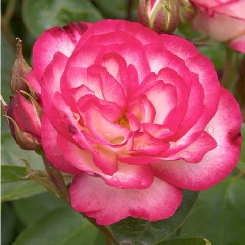 Hanna Gordon - Comprar en Las Rosas de Elisa