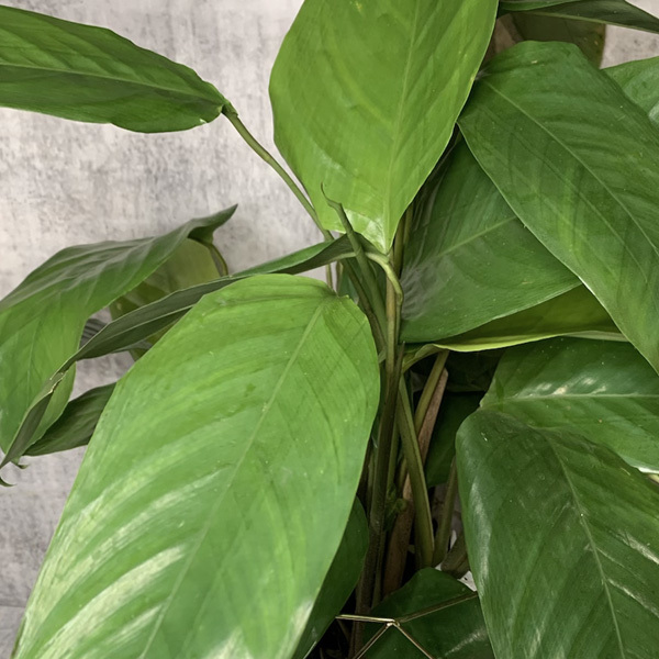 Calathea ctenanthe compressa - Casa Selvática