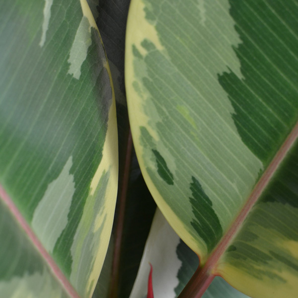 Ficus Elastica Doescheri - Gomero Variegata Tineke