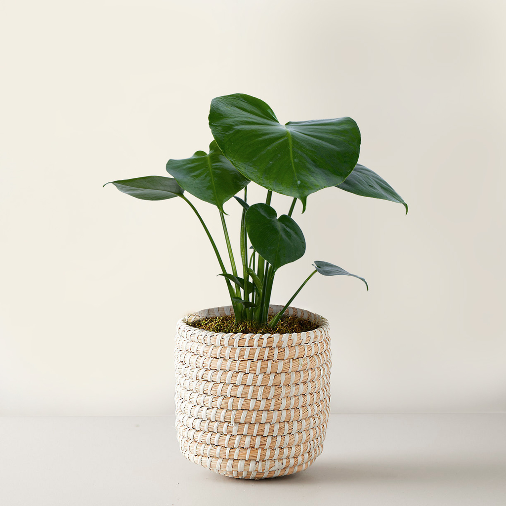Monstera adansonii - Comprar en Casa Selvática