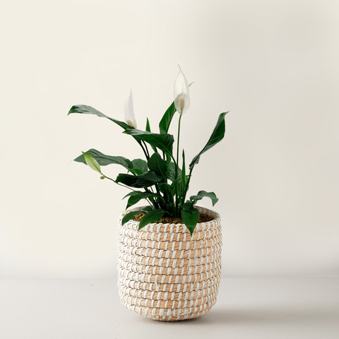 Spathiphyllum - Cuna de Moisés - Casa Selvática