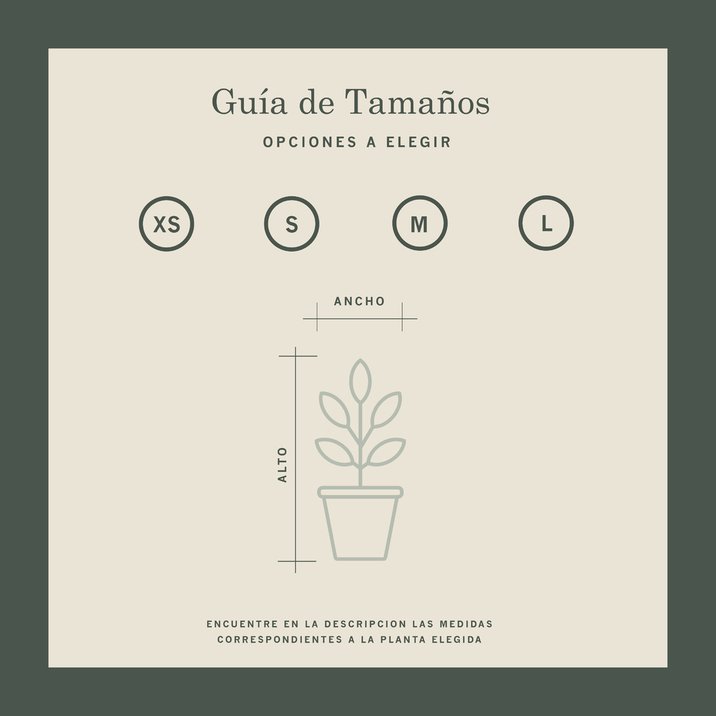 Epipremnum aureum - Potus variegado - Casa Selvática