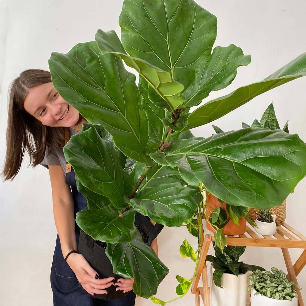 Ficus Lyrata - Pandurata - Comprar en Casa Selvática