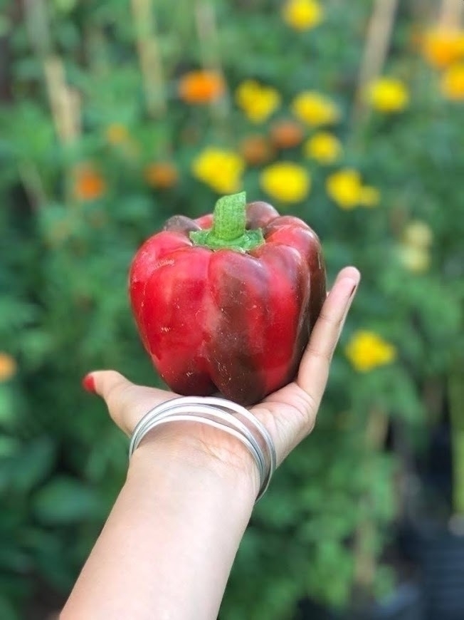 Semillas de Morrón Rojo - Comprar en Siembra Feliz