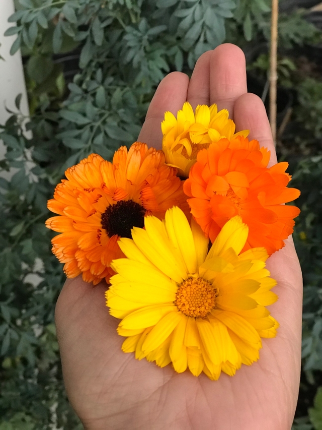 Semillas de Caléndula Officinalis - Siembra Feliz