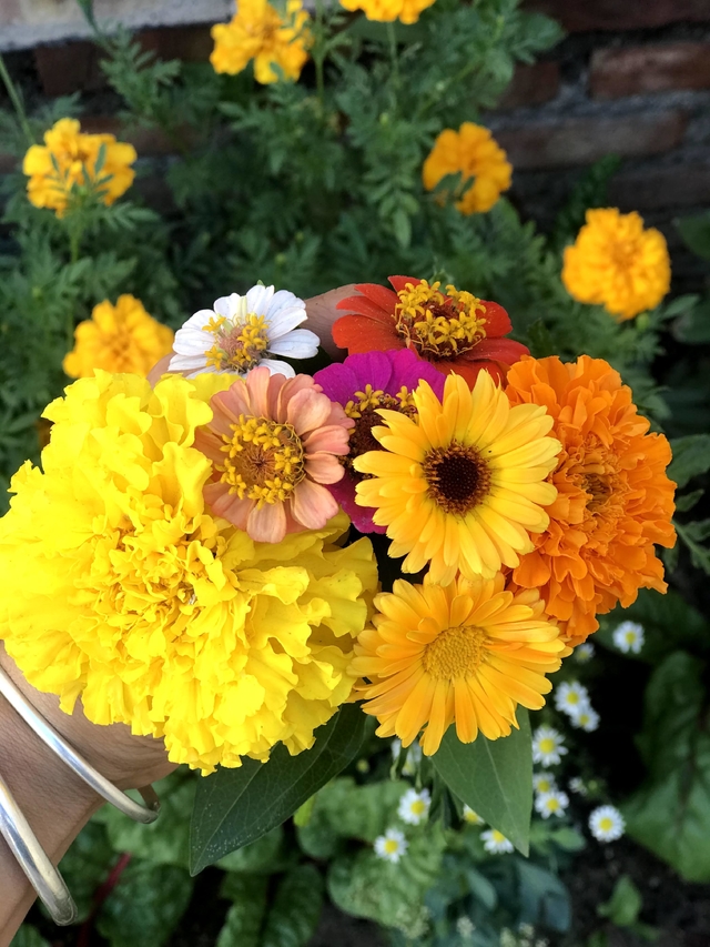 Semillas de Caléndula Officinalis - Siembra Feliz