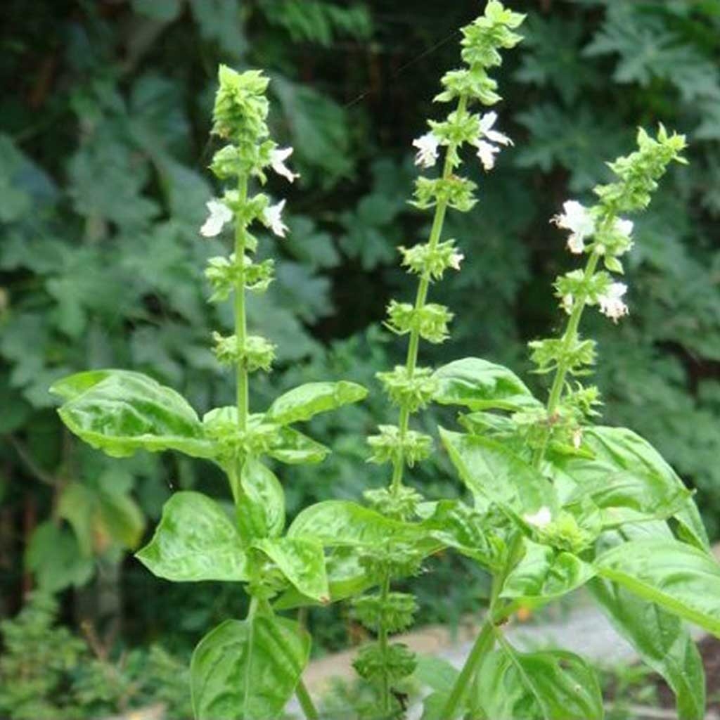 Erva Medicinal Alfavaca 100g - 1 Unidade