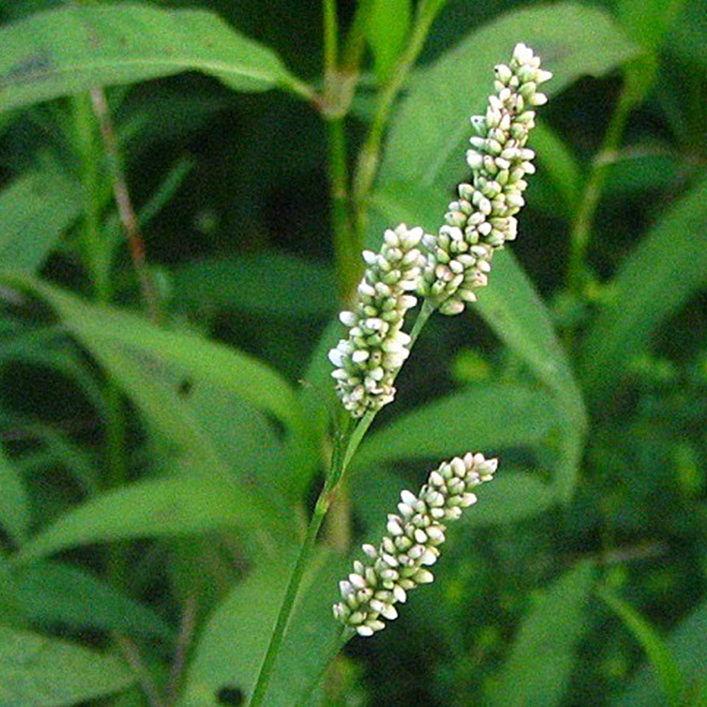 Erva Medicinal Erva De Bicho 50g - 1 Unidade