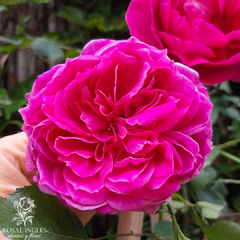 Tienda Online de Rosal Inglés