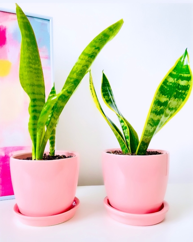 Comprar APTAS POCA LUZ en Maih deco