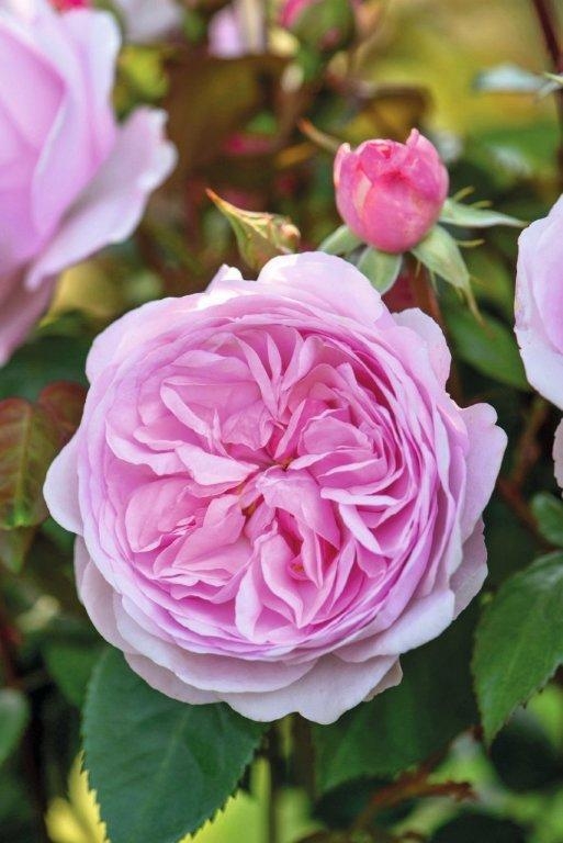 Olivia Rose Austin® (Ausmixture)