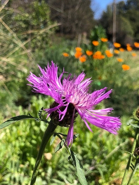 Centaurea Dealbata - Comprar en misherbaceas
