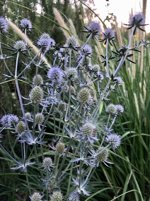 Eryngium planum blue glitter - Comprar en misherbaceas