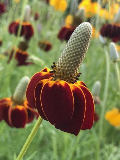Ratibida Columnifera 'Red Midget' - misherbaceas