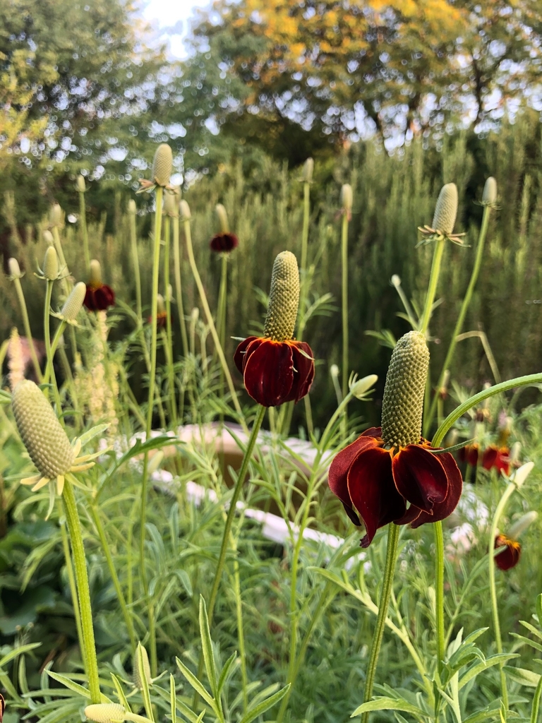 Ratibida Columnifera 'Red Midget' - misherbaceas