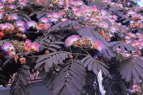 Albizia Julibrissin Summer Chocolate, Acacia Morada