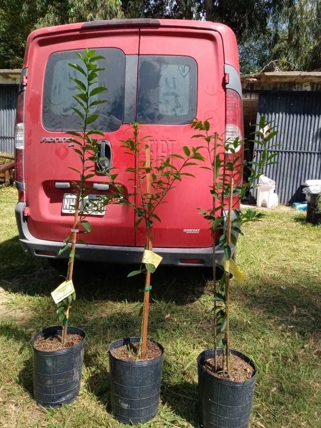 Lima de Palestina - Lima dulce - Vivero Las Magnolias