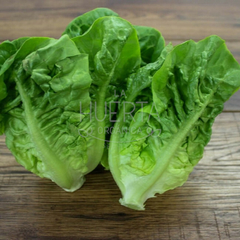 Lechuga Criolla - LA HUERTA ORGÁNICA SEMILLAS