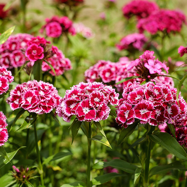 CLAVEL DEL POETA (Dianthus barbatus) - Jardin de campo