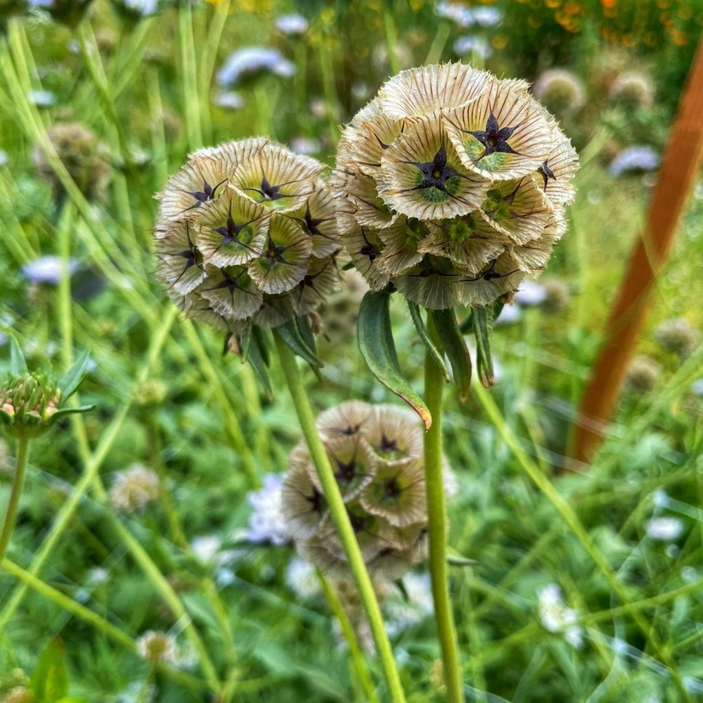 ESCABIOSA MENOR (SCABIOSA STELLATA) - Jardin de campo