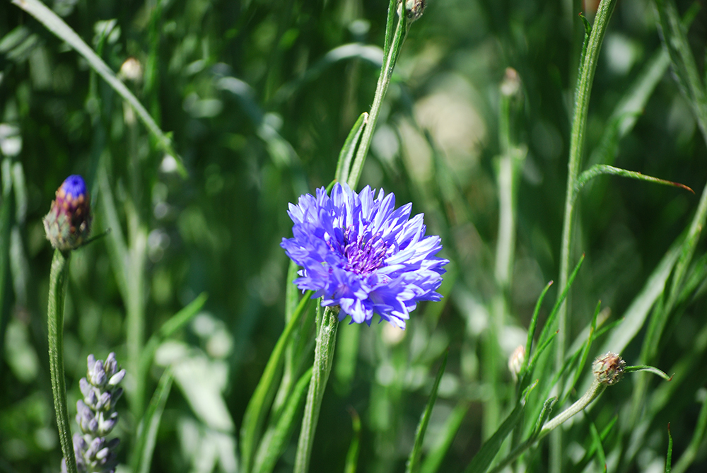 AZULEJO (Centaurea cyanus) - Comprar en Jardin de campo