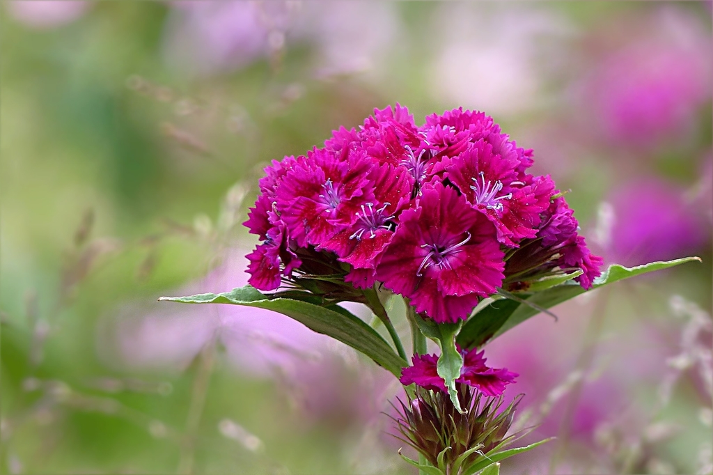 CLAVEL DEL POETA (Dianthus barbatus) - Jardin de campo