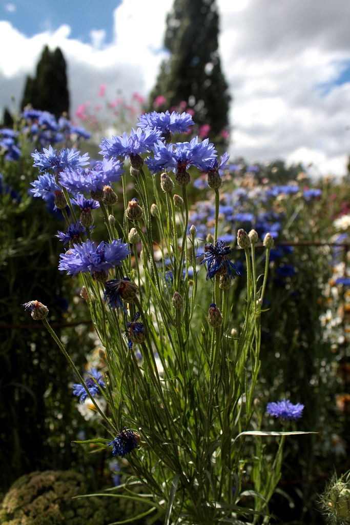 AZULEJO (Centaurea cyanus) - Comprar en Jardin de campo