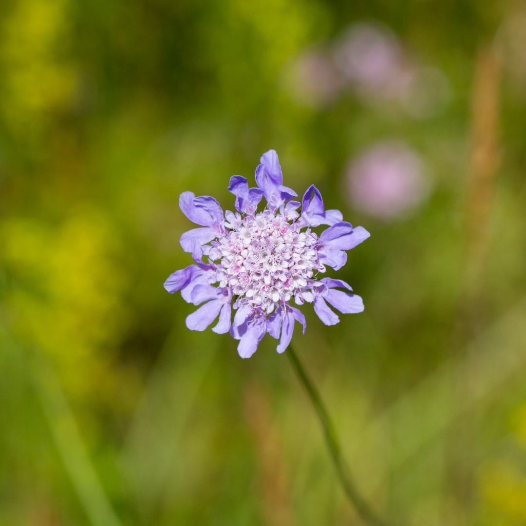 ESCABIOSA MENOR (SCABIOSA STELLATA) - Jardin de campo