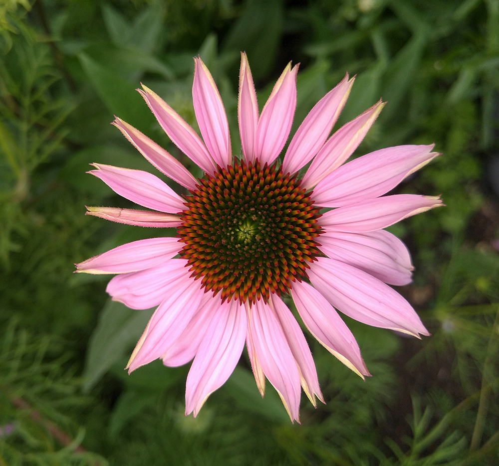 EQUINÁCEA (Echinacea purpurea) - Jardin de campo