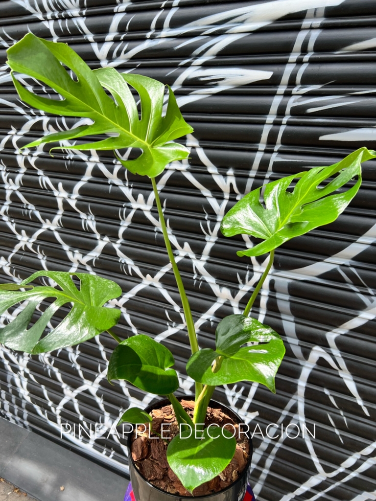 Monstera + Maceta 22 - Comprar en Pineapple Decoración