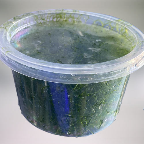 Alga Chaeto (chaetomorpha) 500ml - Nautilus Pets