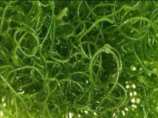Alga Chaeto (chaetomorpha) 500ml - Nautilus Pets