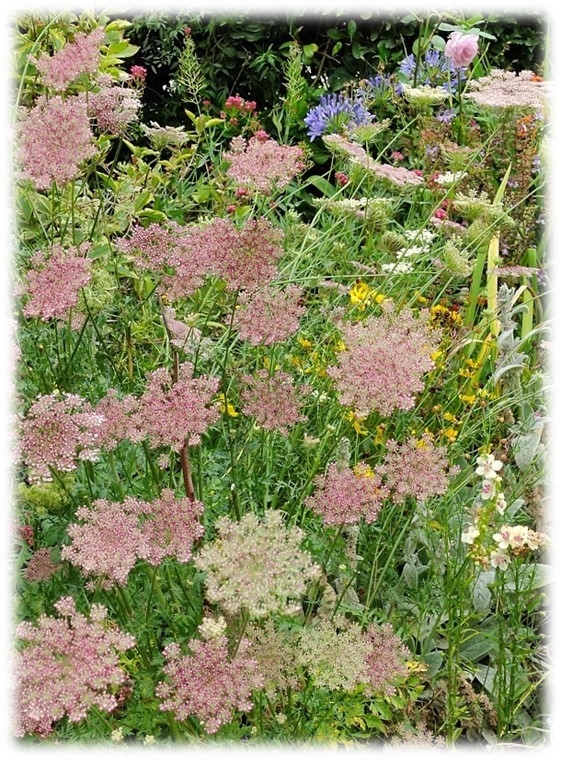 Daucus carota mix (Purple Kisses + Queen Anne´s Lace)
